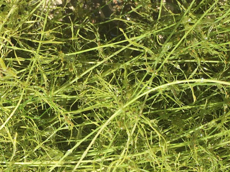 How Does Cutrine Plus Granular Control Algae? – Cutrine Plus Granular